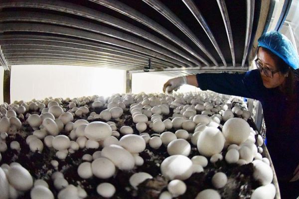 双孢蘑菇怎么种_双孢蘑菇营养价值-第3张图片-山城妙识