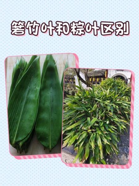 箬叶和粽叶有什么区别_箬叶是粽叶吗-第1张图片-山城妙识