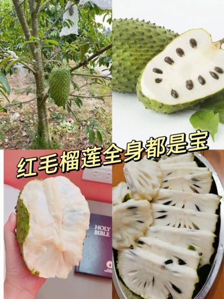 刺果番荔枝怎么吃_刺果番荔枝的功效与作用-第3张图片-山城妙识 刺果番荔枝怎么吃_刺果番荔枝的功效与作用-第3张图片-山城妙识