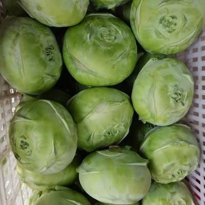 苤蓝图片大全_苤蓝和甘蓝的区别是什么-第3张图片-山城妙识