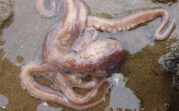 八爪鱼图片大全大图真实_八爪鱼高清大图怎么拍-第2张图片-山城妙识