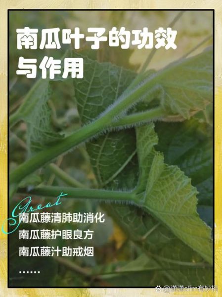 南瓜叶能吃吗_南瓜叶怎么吃-第1张图片-山城妙识