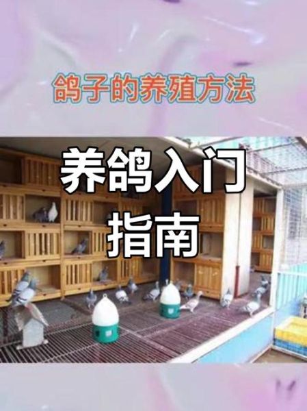 鸽子养殖技术_新手如何养好鸽子-第3张图片-山城妙识 鸽子养殖技术_新手如何养好鸽子-第3张图片-山城妙识