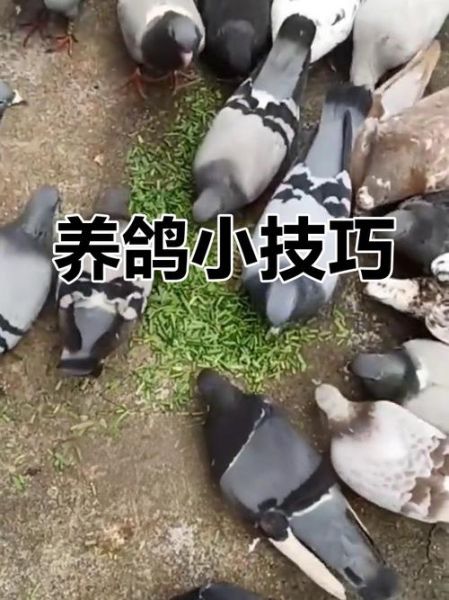 鸽子养殖技术_新手如何养好鸽子-第1张图片-山城妙识 鸽子养殖技术_新手如何养好鸽子-第1张图片-山城妙识