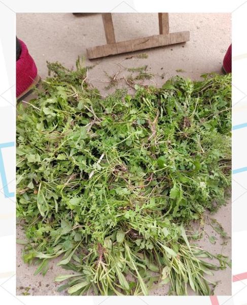 荠菜馅里放什么最好吃_荠菜饺子馅怎么调才香-第3张图片-山城妙识