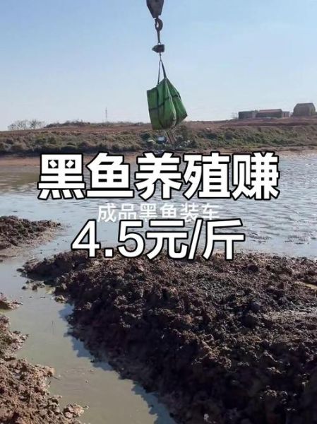 黑鱼养殖利润怎么样_黑鱼养殖成本利润分析-第2张图片-山城妙识