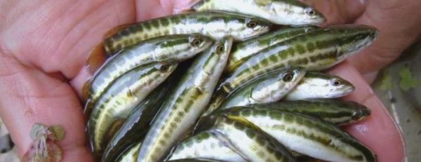 黑鱼养殖利润怎么样_黑鱼养殖成本利润分析-第3张图片-山城妙识