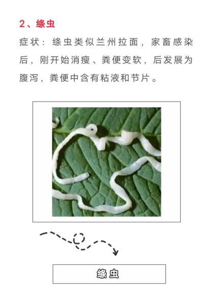 羊肝片吸虫症状_怎么治疗-第2张图片-山城妙识