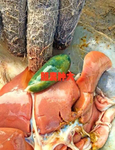 羊肝片吸虫症状_怎么治疗-第1张图片-山城妙识