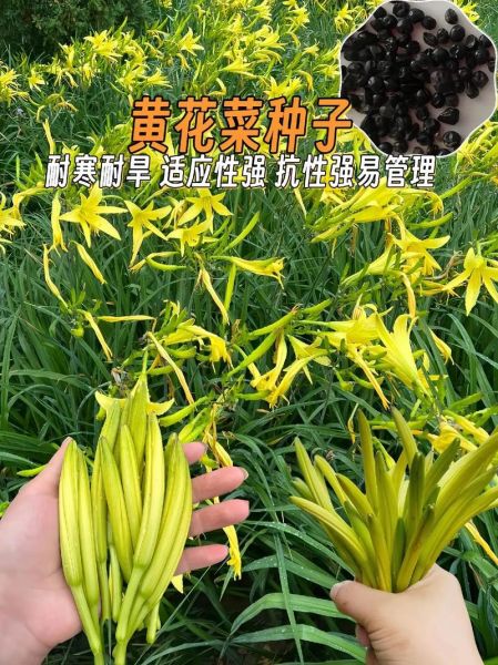 黄花菜什么时候种_黄花菜几月份种植最好-第2张图片-山城妙识 黄花菜什么时候种_黄花菜几月份种植最好-第2张图片-山城妙识