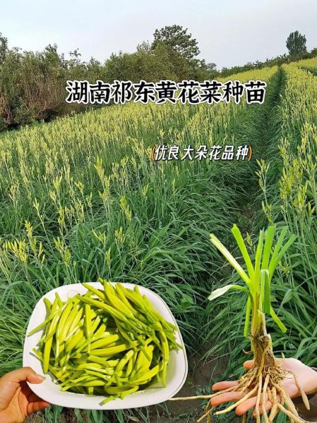 黄花菜什么时候种_黄花菜几月份种植最好-第3张图片-山城妙识 黄花菜什么时候种_黄花菜几月份种植最好-第3张图片-山城妙识