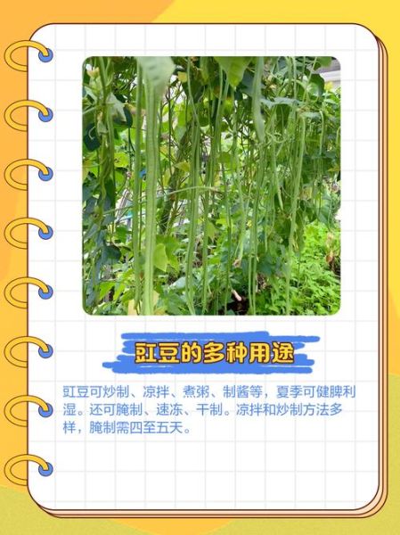 豇怎么读_豇豆是什么-第3张图片-山城妙识