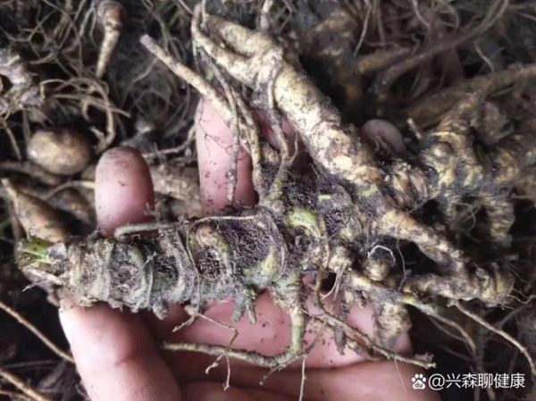 土三七的功效与作用_土三七和三七有什么区别-第1张图片-山城妙识 土三七的功效与作用_土三七和三七有什么区别-第1张图片-山城妙识