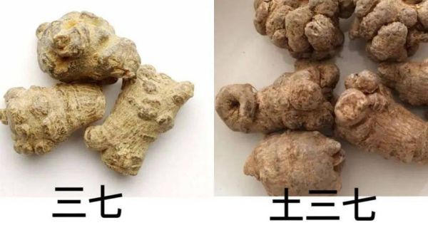 土三七的功效与作用_土三七和三七有什么区别-第2张图片-山城妙识 土三七的功效与作用_土三七和三七有什么区别-第2张图片-山城妙识