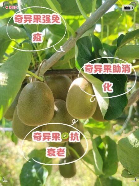 奇异果的营养价值_奇异果的功效与作用-第2张图片-山城妙识