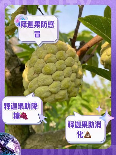 吃释迦果禁忌_释迦果不能和什么一起吃-第3张图片-山城妙识