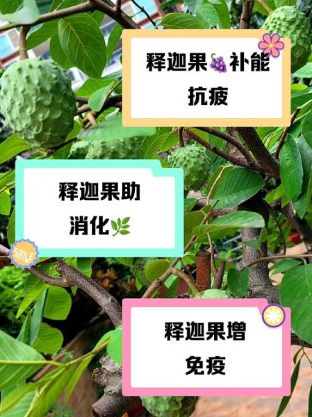 吃释迦果禁忌_释迦果不能和什么一起吃-第2张图片-山城妙识