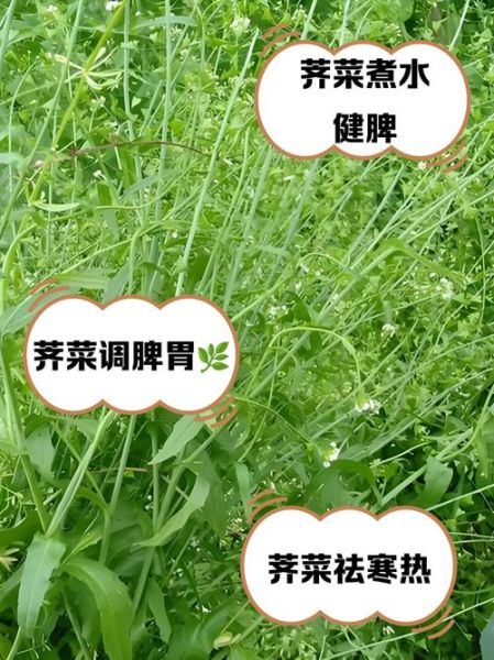 荠菜水的功效与作用_荠菜水能天天喝吗-第1张图片-山城妙识