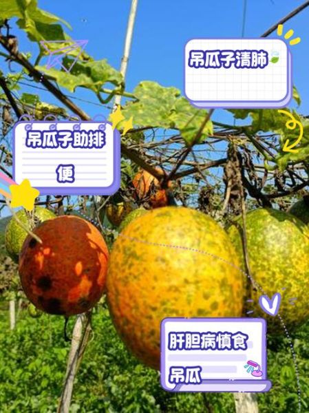 吊瓜子的功效与作用_吊瓜子怎么吃最养肺-第1张图片-山城妙识