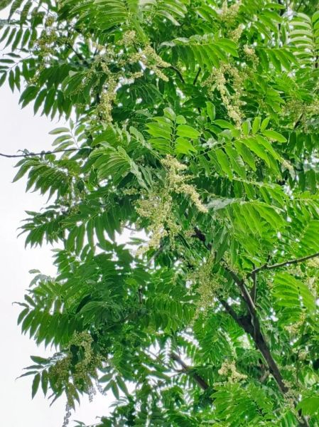 香椿是什么季节_香椿几月份吃最好-第2张图片-山城妙识