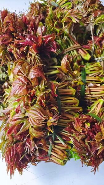 香椿是什么季节_香椿几月份吃最好-第1张图片-山城妙识