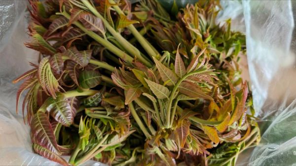 香椿是什么季节_香椿几月份吃最好-第3张图片-山城妙识