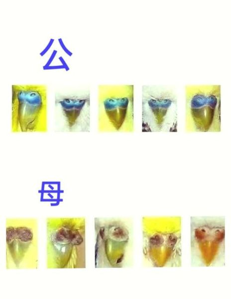 虎皮鹦鹉繁殖前兆有哪些_如何判断母鸟准备抱窝-第1张图片-山城妙识