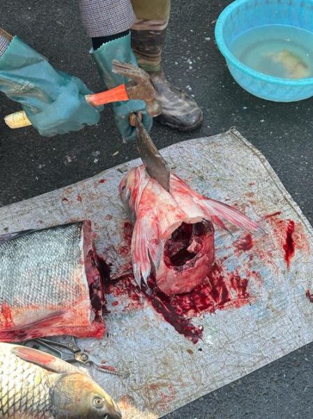 鳙鱼头怎么做好吃_鳙鱼头汤的家常做法-第2张图片-山城妙识