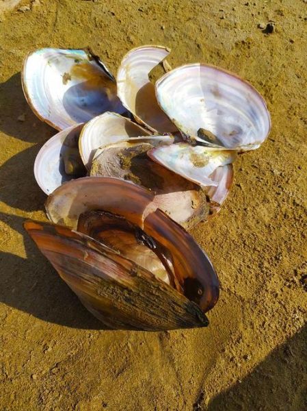 蚬子和蛤蜊的区别_哪个更鲜美-第3张图片-山城妙识