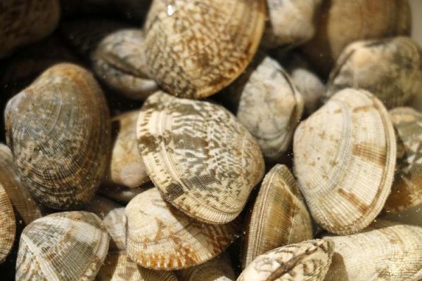 蚬子和蛤蜊的区别_哪个更鲜美-第2张图片-山城妙识