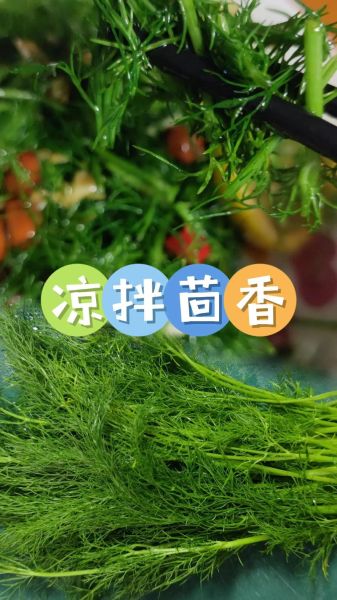 茴香菜怎么吃比较好_茴香菜的做法大全-第1张图片-山城妙识