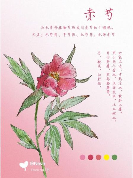 白芍和赤芍是一种植物吗_赤芍和白芍的区别-第1张图片-山城妙识