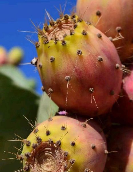 火龙果是仙人掌的果实吗_仙人掌果实真相-第1张图片-山城妙识