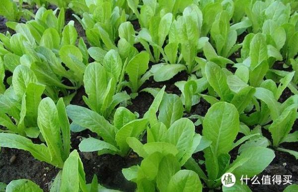 鸡毛菜和小白菜的区别_哪个更好吃-第3张图片-山城妙识