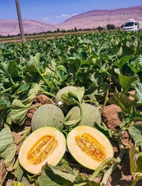 西州蜜瓜怎么挑选_西州蜜瓜甜不甜-第1张图片-山城妙识