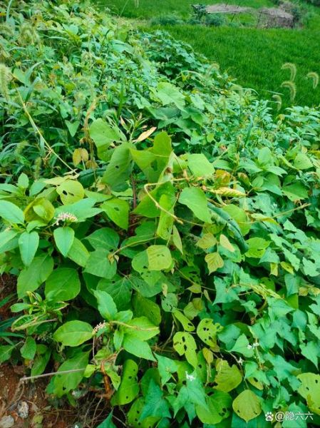 葛根长什么样_葛根图片全图怎么看-第1张图片-山城妙识