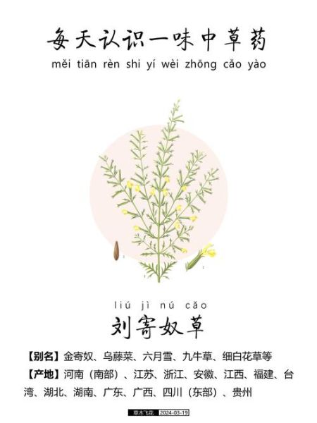 刘寄奴的功效与作用_刘寄奴能治什么病-第2张图片-山城妙识 刘寄奴的功效与作用_刘寄奴能治什么病-第2张图片-山城妙识