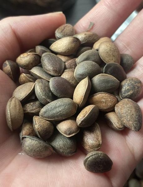 松子多少钱一斤_松子价格为什么差别这么大-第2张图片-山城妙识 松子多少钱一斤_松子价格为什么差别这么大-第2张图片-山城妙识