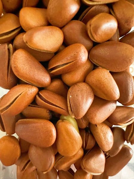 松子多少钱一斤_松子价格为什么差别这么大-第3张图片-山城妙识 松子多少钱一斤_松子价格为什么差别这么大-第3张图片-山城妙识