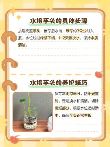 水芋头怎么种植_水芋头种植技巧-第1张图片-山城妙识 水芋头怎么种植_水芋头种植技巧-第1张图片-山城妙识