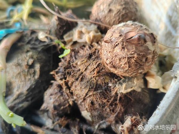 水芋头怎么种植_水芋头种植技巧-第3张图片-山城妙识 水芋头怎么种植_水芋头种植技巧-第3张图片-山城妙识