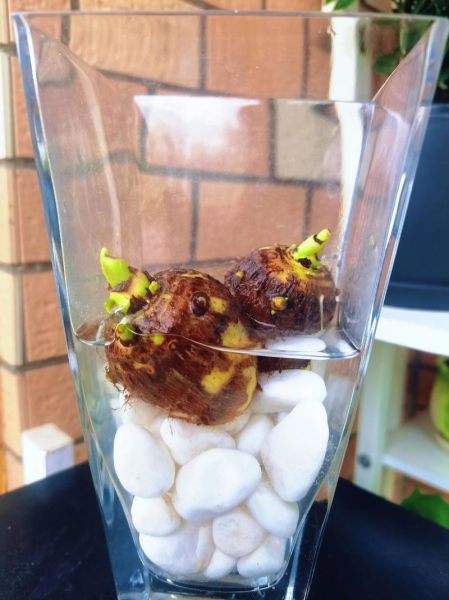 水芋头怎么种植_水芋头种植技巧-第2张图片-山城妙识 水芋头怎么种植_水芋头种植技巧-第2张图片-山城妙识