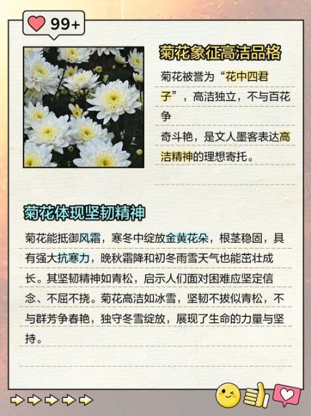 菊花的寓意和象征_菊花在风水中的含义-第2张图片-山城妙识 菊花的寓意和象征_菊花在风水中的含义-第2张图片-山城妙识
