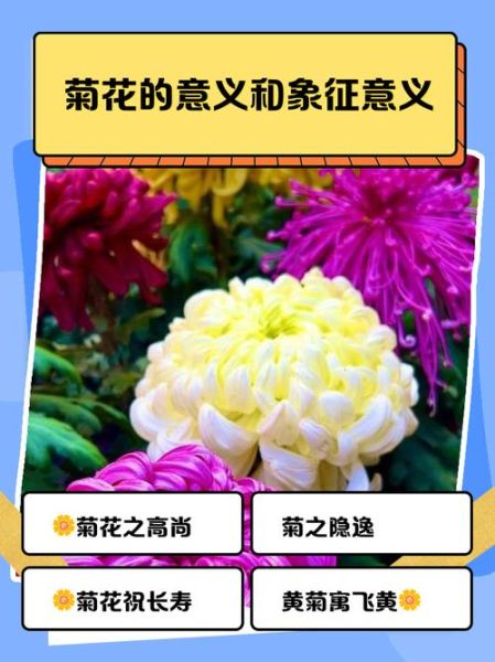 菊花的寓意和象征_菊花在风水中的含义-第3张图片-山城妙识 菊花的寓意和象征_菊花在风水中的含义-第3张图片-山城妙识