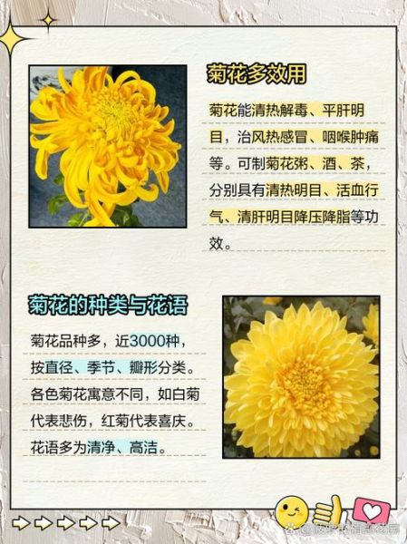 菊花的寓意和象征_菊花在风水中的含义-第1张图片-山城妙识 菊花的寓意和象征_菊花在风水中的含义-第1张图片-山城妙识