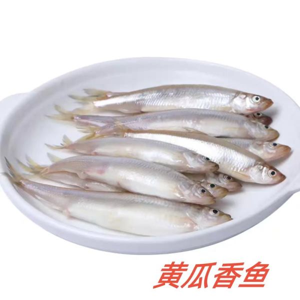 黄瓜鱼的营养价值_黄瓜鱼的功效与作用-第2张图片-山城妙识