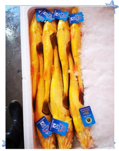 黄瓜鱼的营养价值_黄瓜鱼的功效与作用-第3张图片-山城妙识