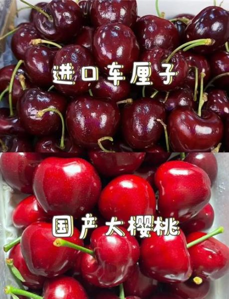 车厘子和樱桃的区别_车厘子图片对比-第1张图片-山城妙识 车厘子和樱桃的区别_车厘子图片对比-第1张图片-山城妙识