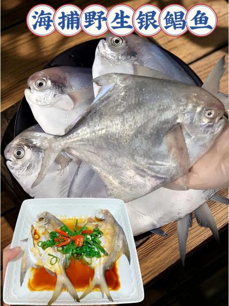 银鲳鱼刺多吗_银鲳鱼适合宝宝吃吗-第1张图片-山城妙识 银鲳鱼刺多吗_银鲳鱼适合宝宝吃吗-第1张图片-山城妙识