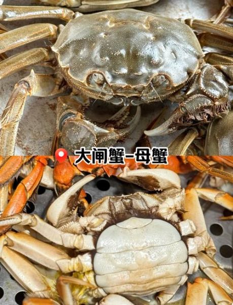 梭子蟹图片大全大图真实_梭子蟹怎么分辨公母-第2张图片-山城妙识 梭子蟹图片大全大图真实_梭子蟹怎么分辨公母-第2张图片-山城妙识